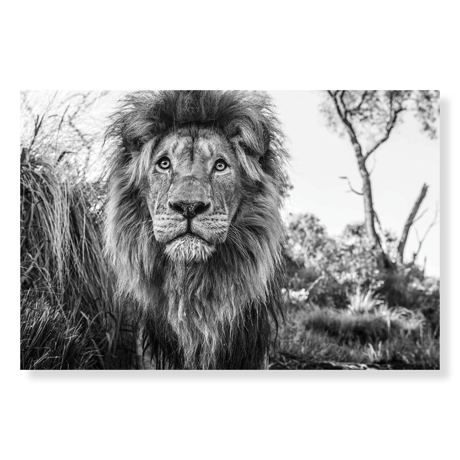 Kingdom by David Yarrow | ArtCloud