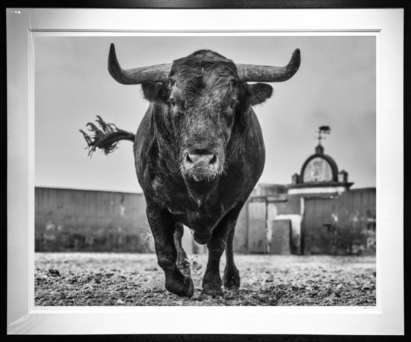 El Toro by David Yarrow | ArtCloud