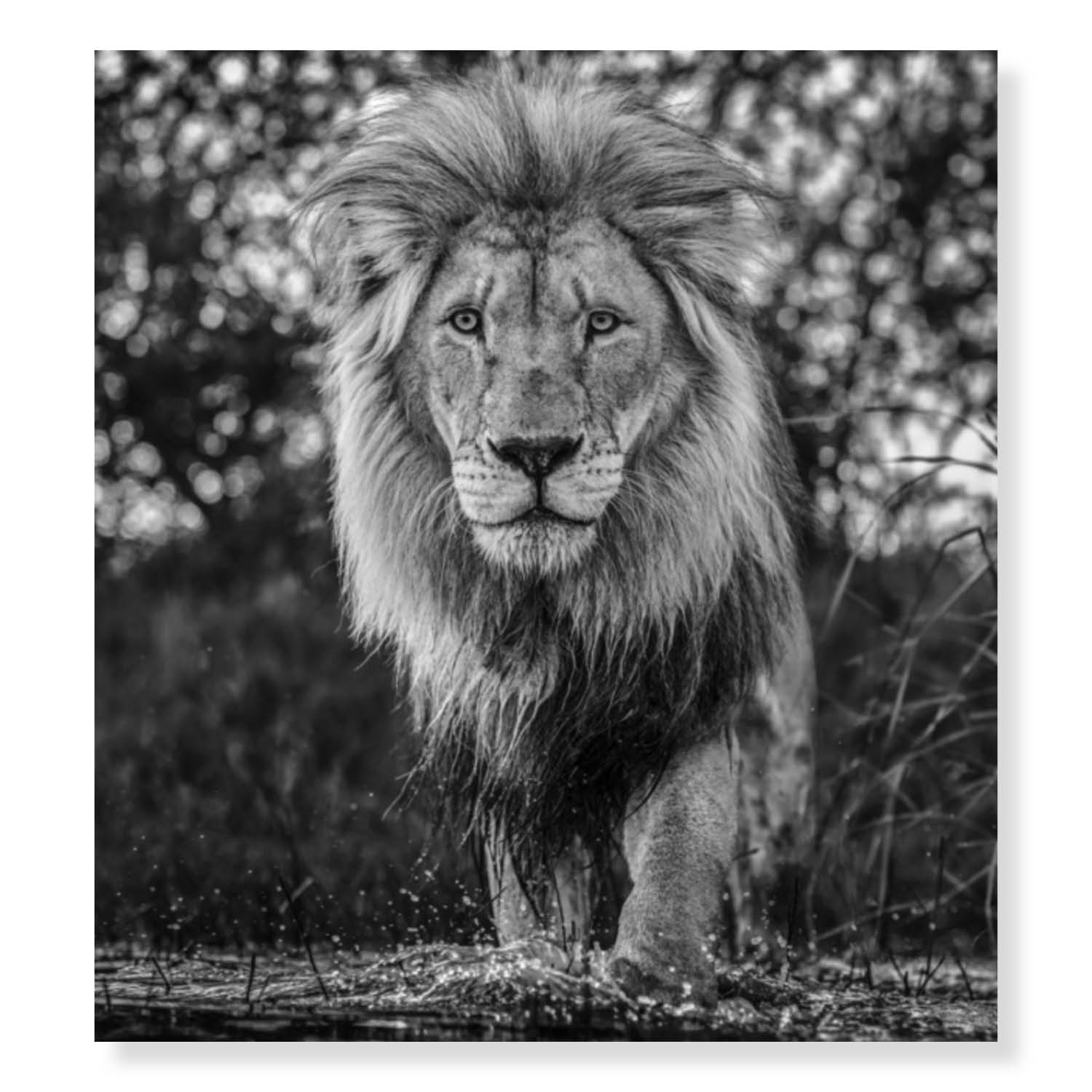 Basic Instinct by David Yarrow | ArtCloud