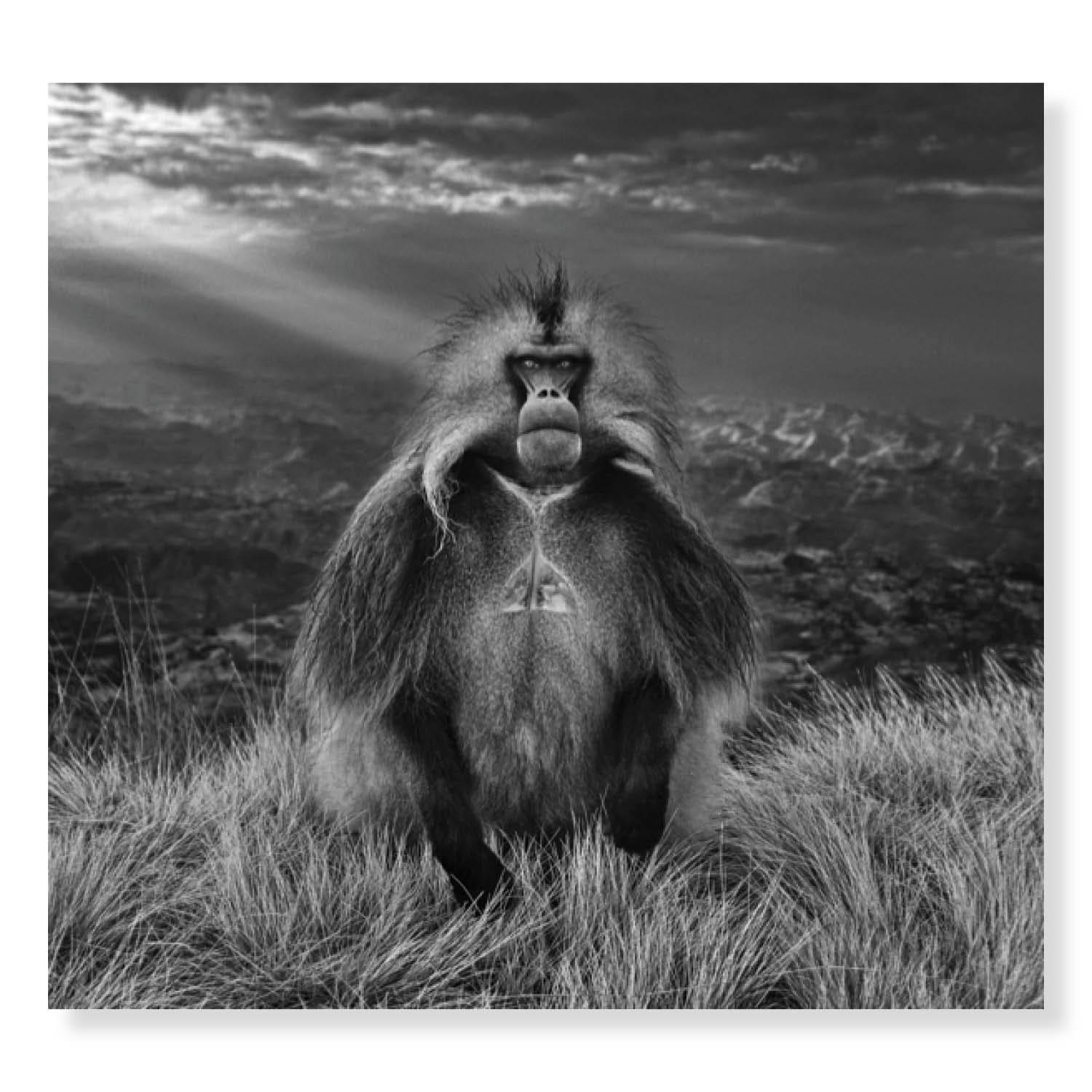 Members Only by David Yarrow | ArtCloud