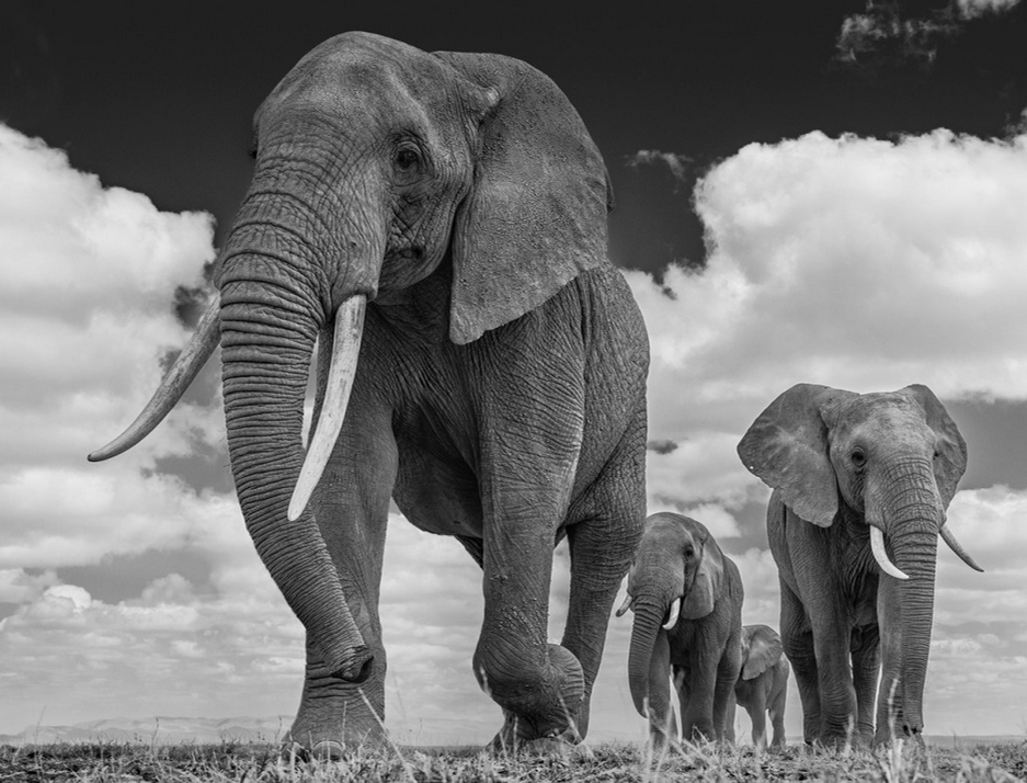 The Garrison by David Yarrow | ArtCloud