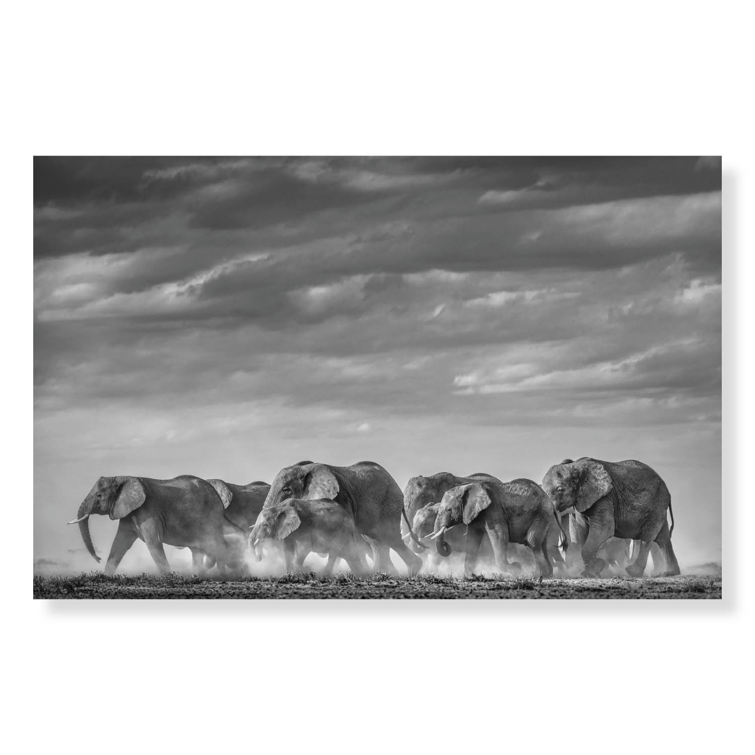 Desert Army by David Yarrow | ArtCloud