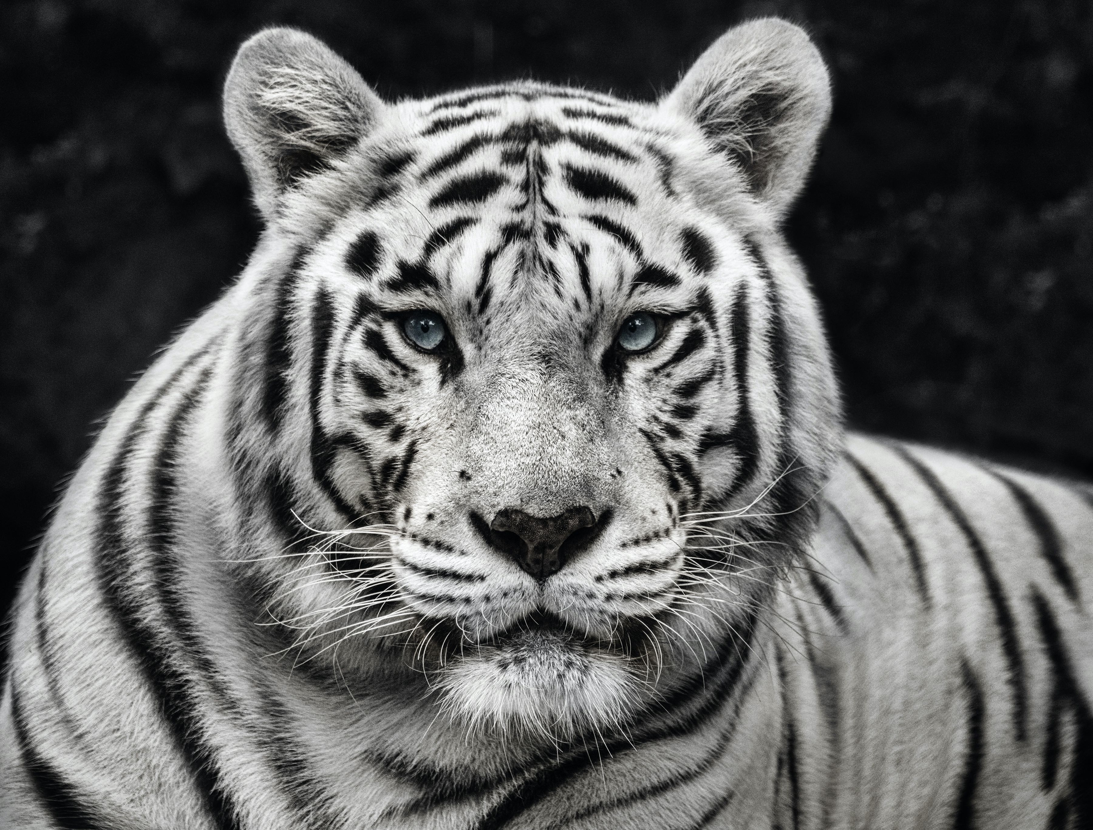 Mohan by David Yarrow | ArtCloud