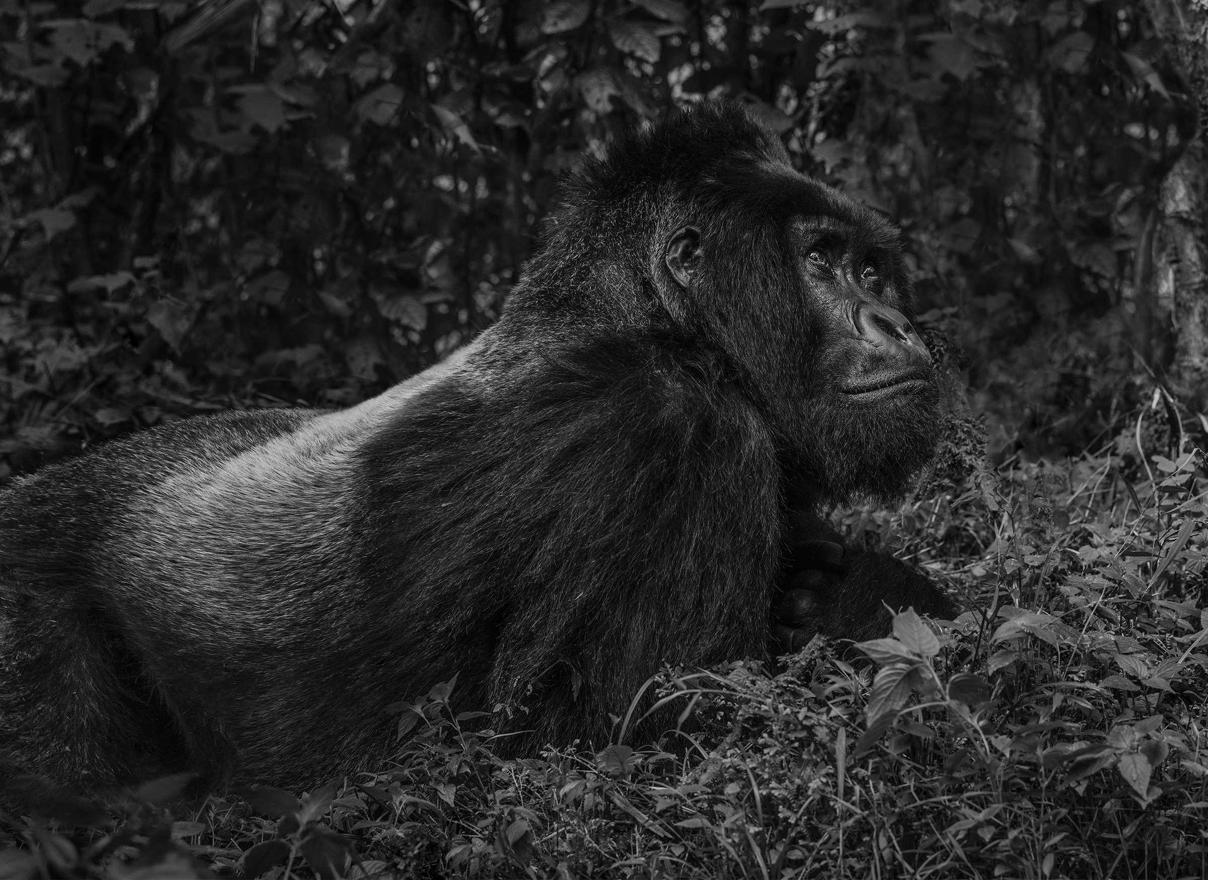 The Silverback by David Yarrow | ArtCloud
