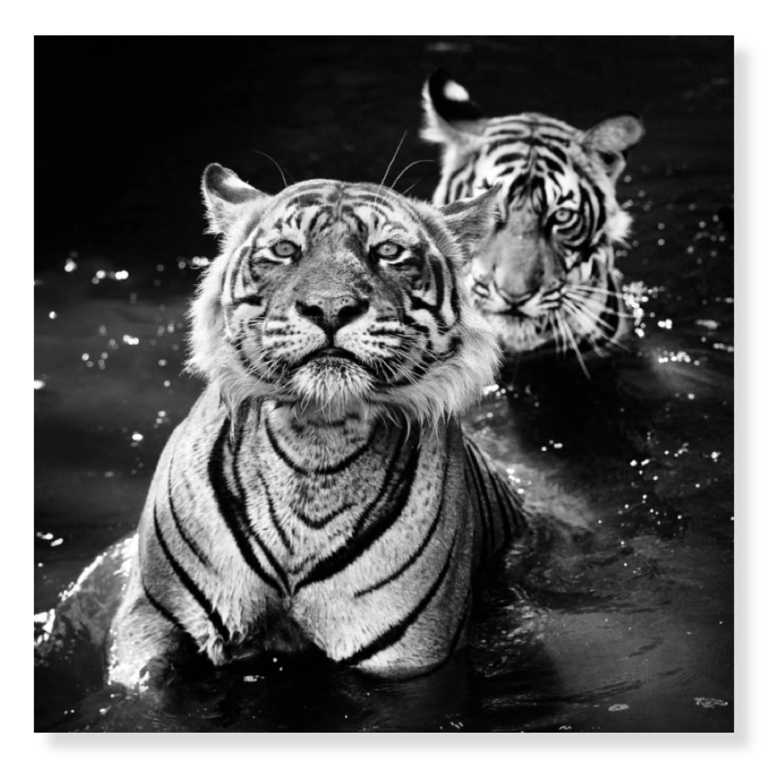 The Jungle Book Stories by David Yarrow | ArtCloud