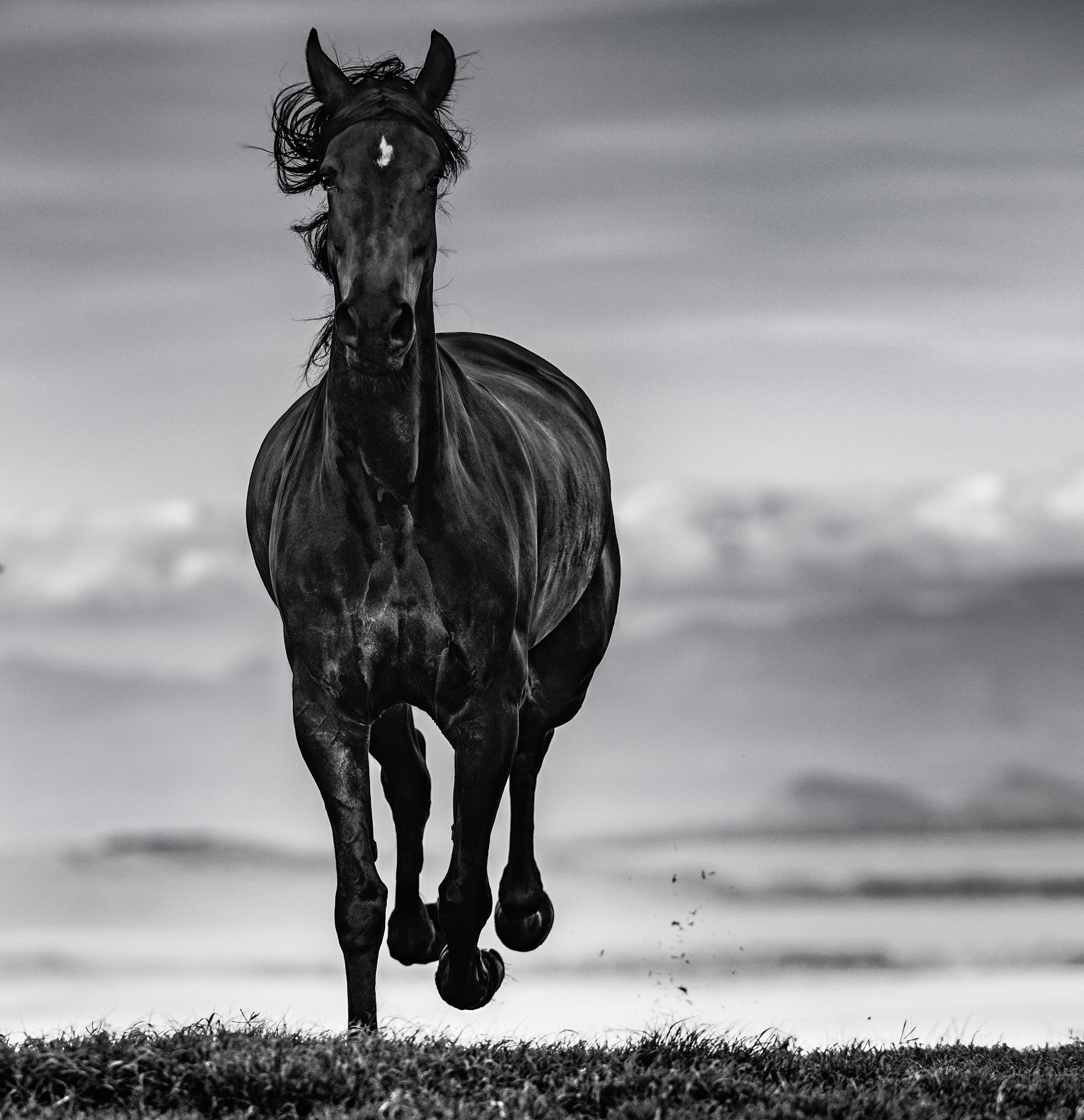 Black Beauty by David Yarrow | ArtCloud