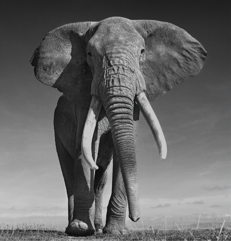 The Don by David Yarrow | ArtCloud