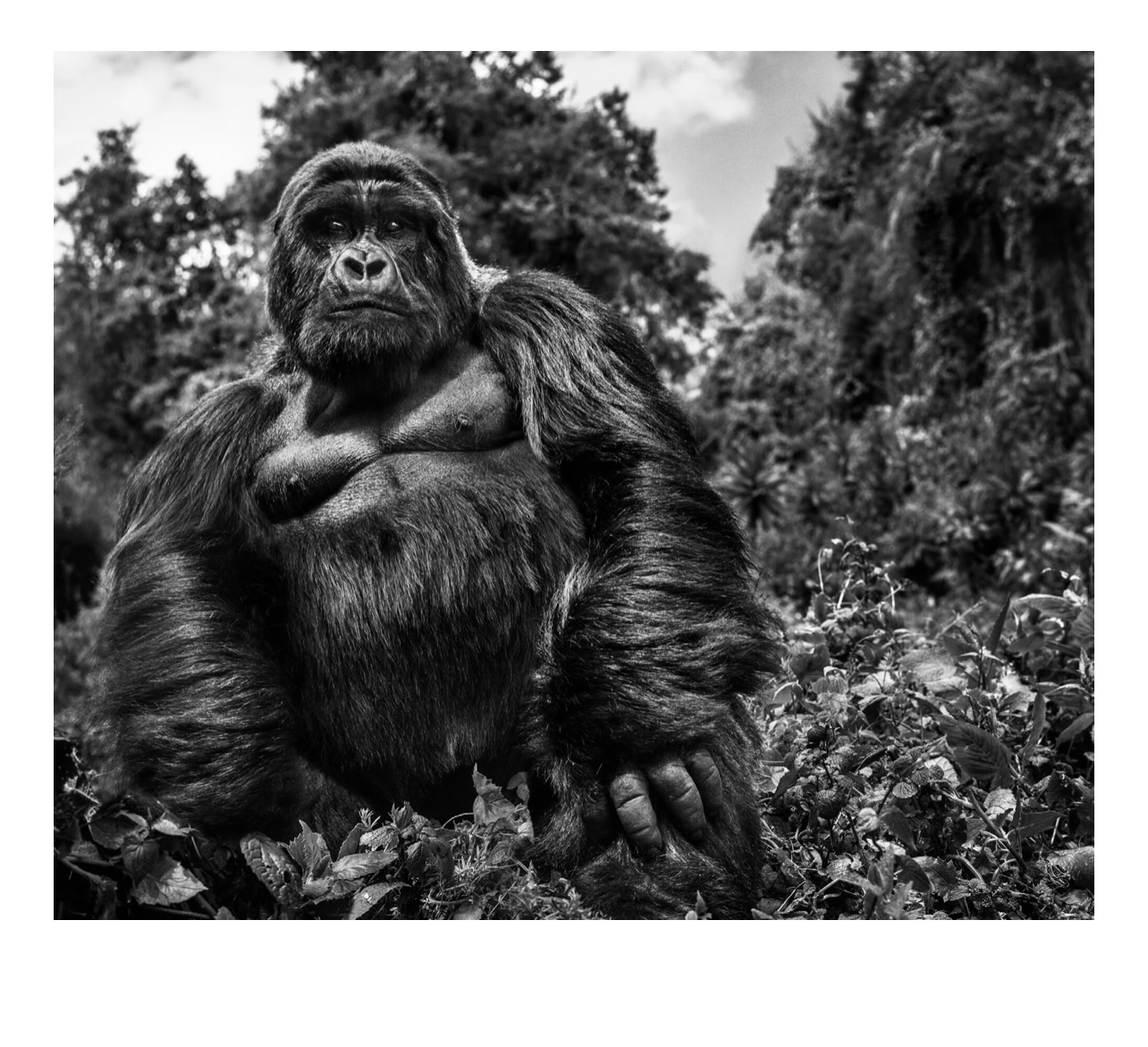 Judge and Jury by David Yarrow | ArtCloud