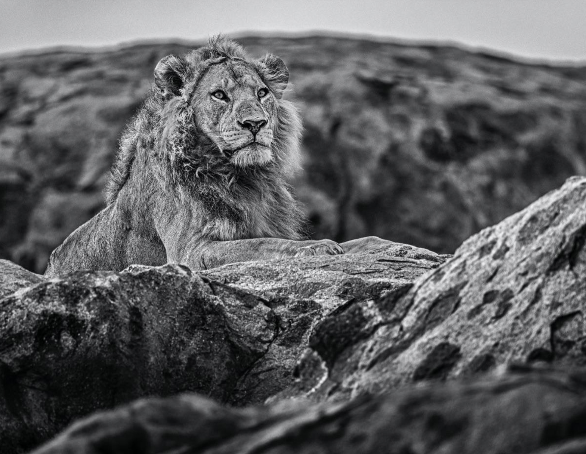 Serengeti by David Yarrow | ArtCloud