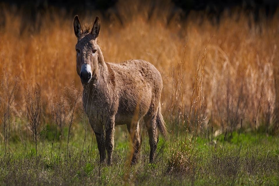 Feral Donkey by Douglas Stratton | ArtCloud