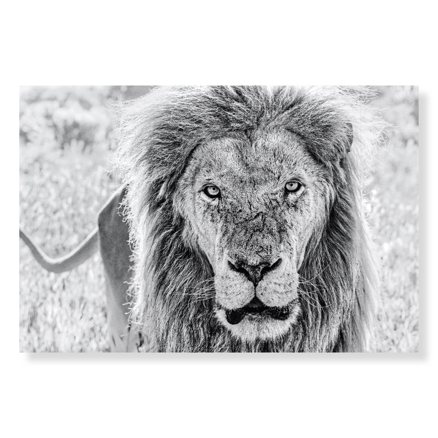 Scarface by David Yarrow | ArtCloud
