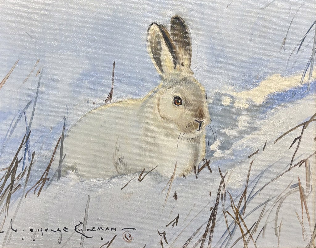 SNOWSHOE RABBIT by Nicholas Coleman | Montana Trails Gallery
