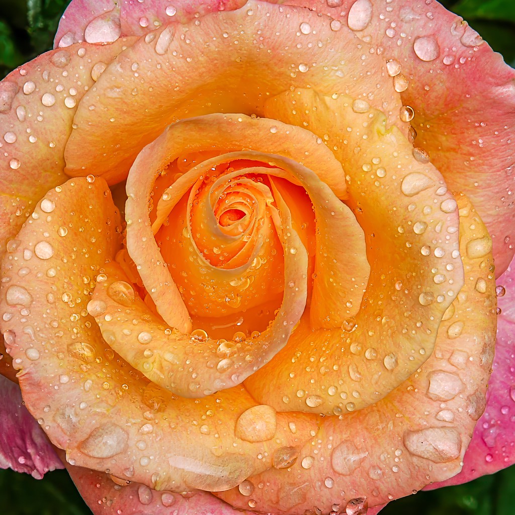 Misty Rose by Chuck Flewelling | Barlow Gallery