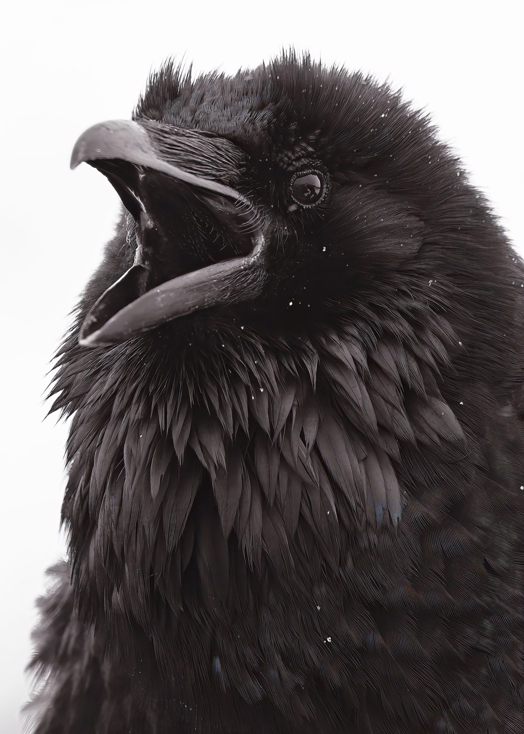 Calling Raven by Karen Povey | Barlow Gallery