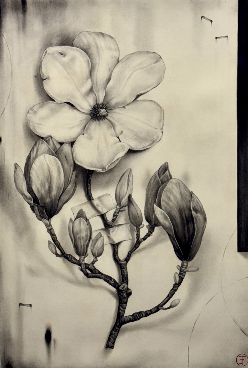 Magnolia by Emily Farish | dk Gallery