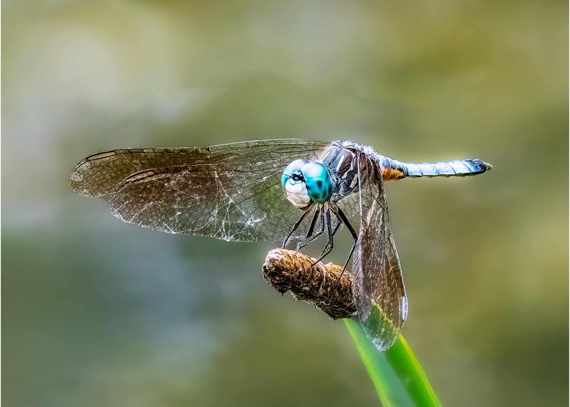 Dragonfly I by Gary Hurley | Red House Gallery & Studios
