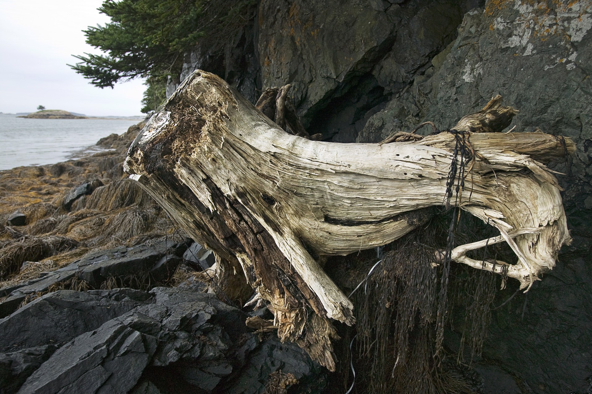 Stump by Peter Ralston | Ralston Gallery