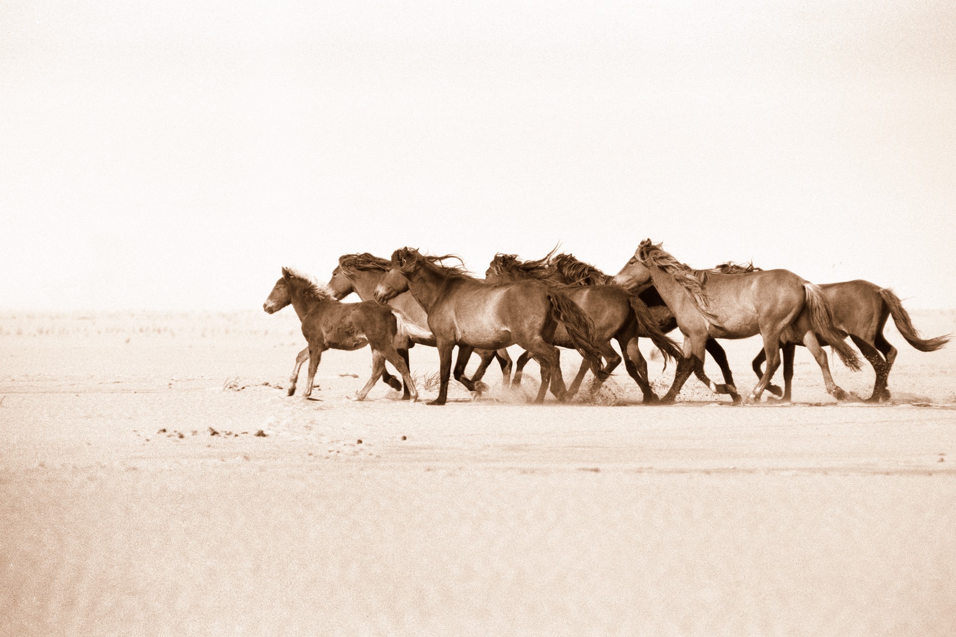 Through The Lens: Featuring Roberto Dutesco's Wild Horses of Sable ...