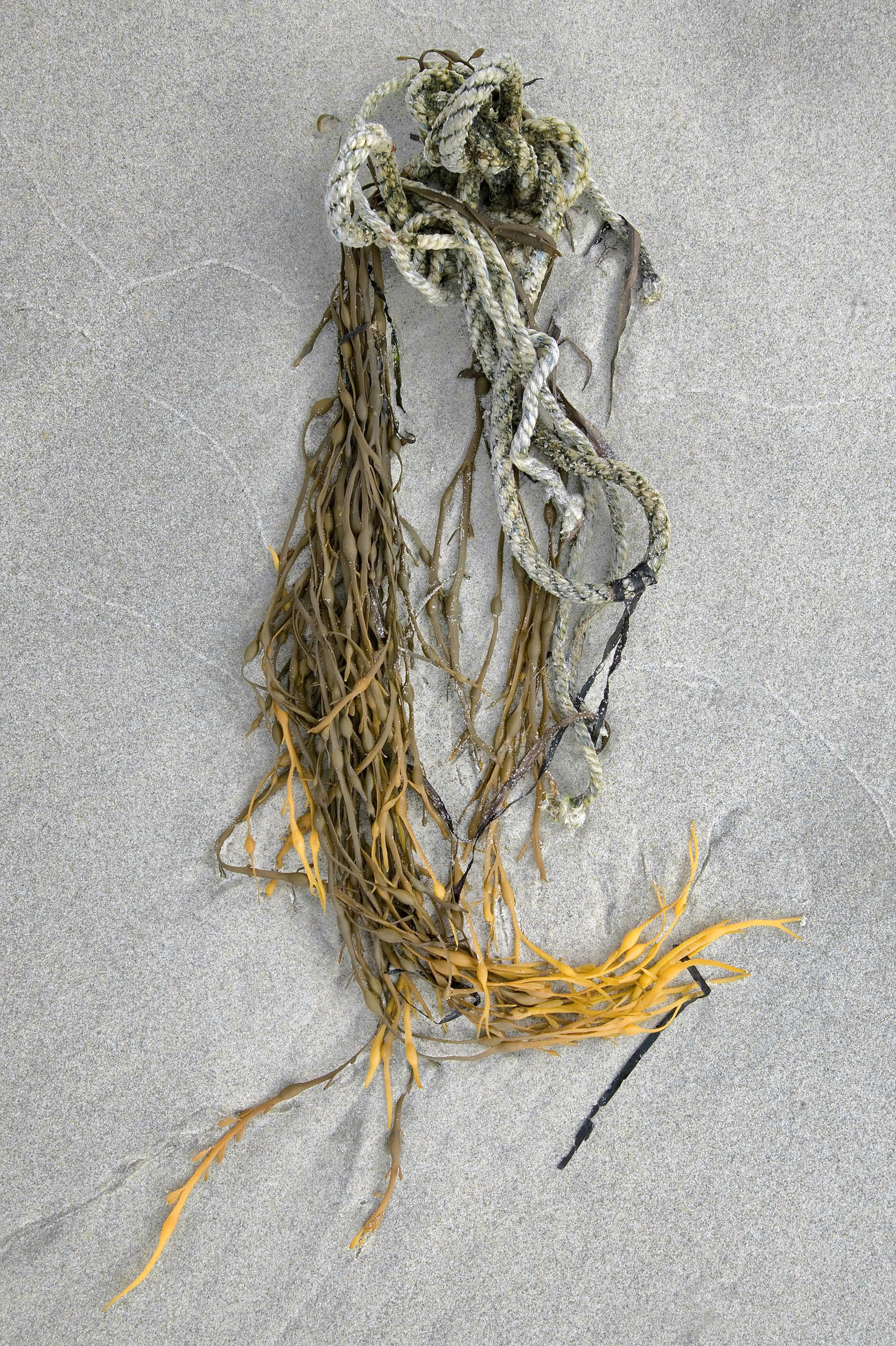 Tangled by Peter Ralston | Ralston Gallery