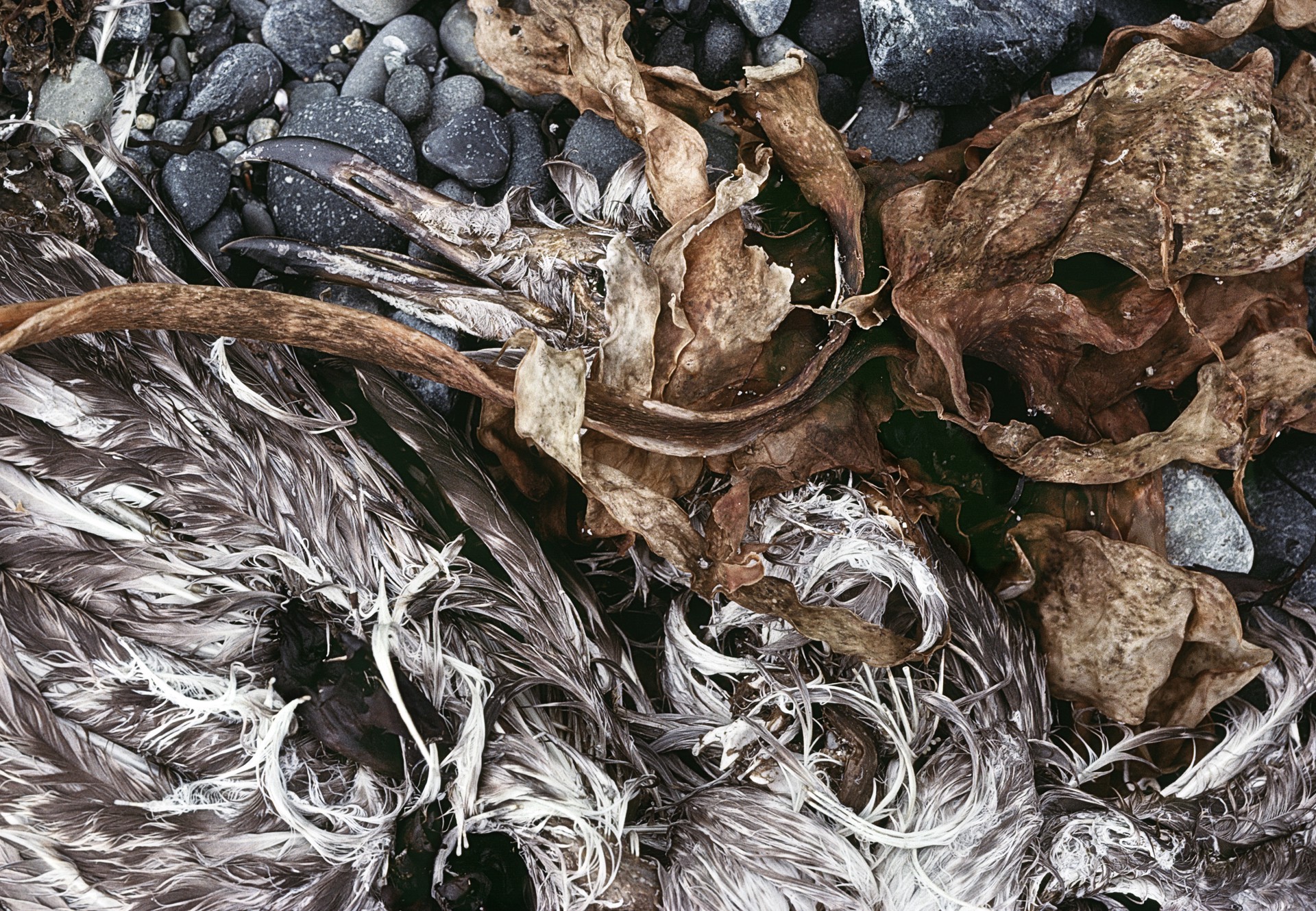 Brimstone by Peter Ralston | Ralston Gallery
