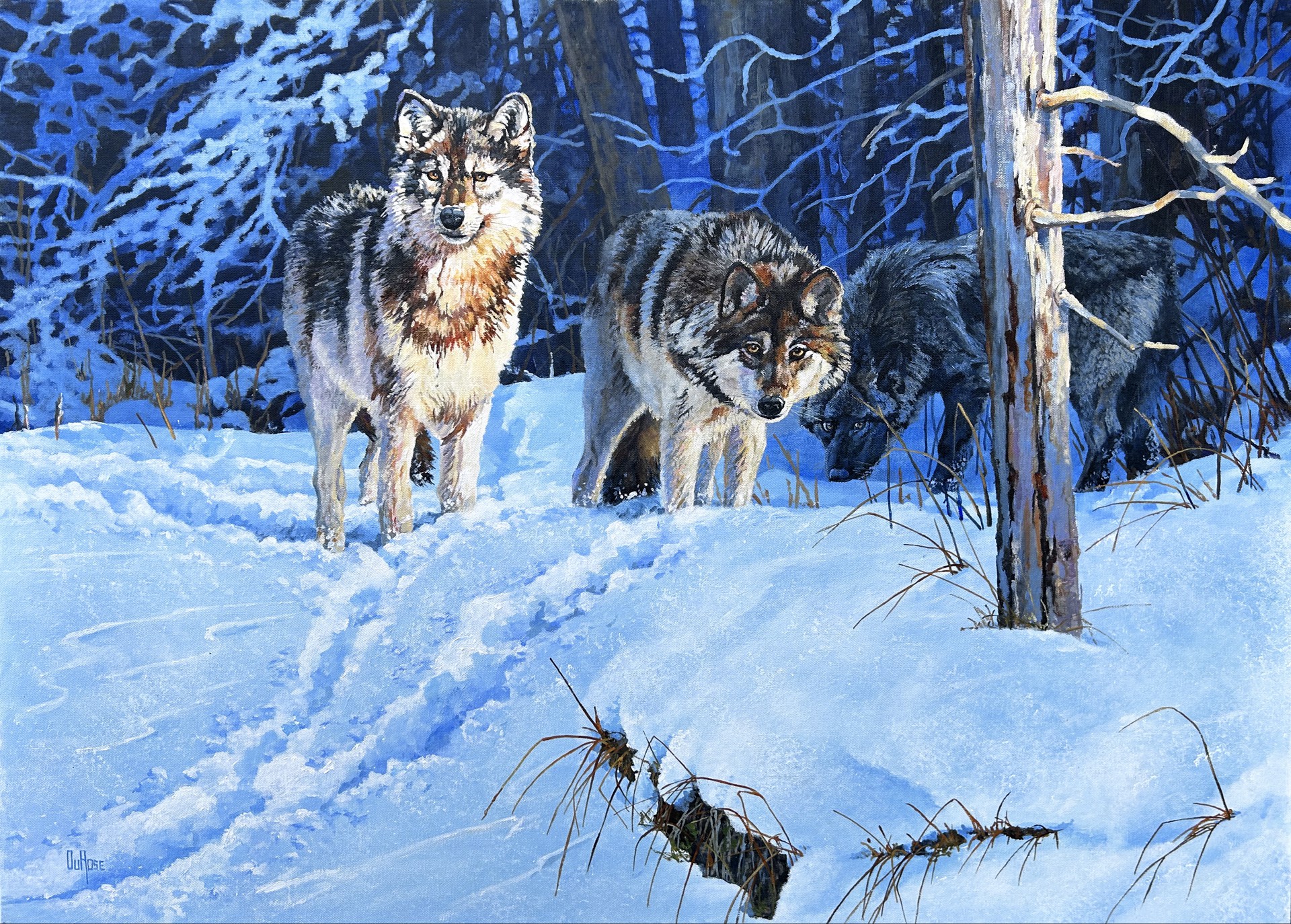 Hungry Eyes-Wolves by Ed DuRose | Cassens Fine Art