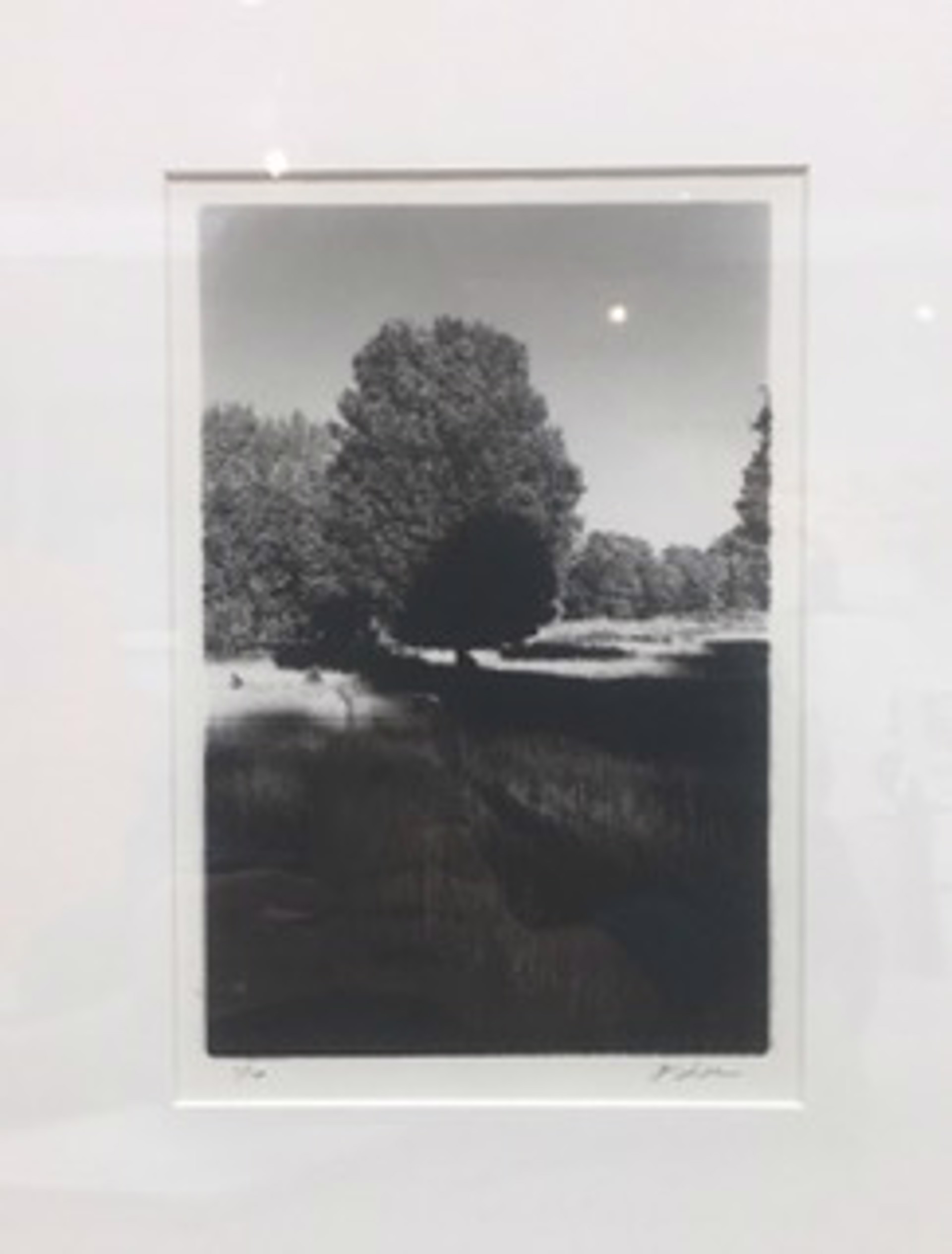 Sunlit Tree | George R. Lee by Armstrong DeGraff Collection | J Petter ...