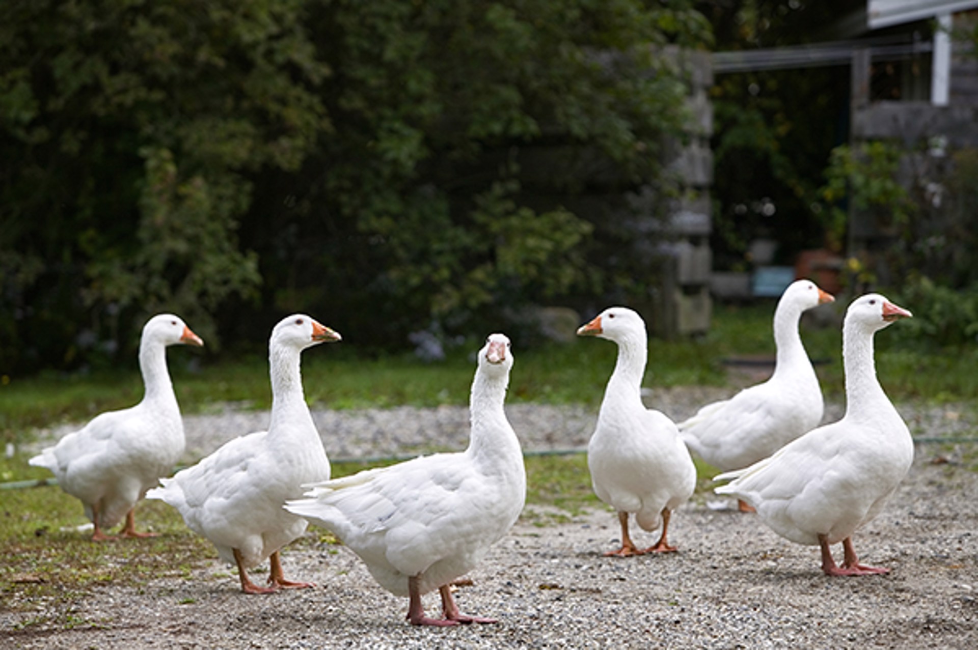 Gaggle by Peter Ralston | Ralston Gallery
