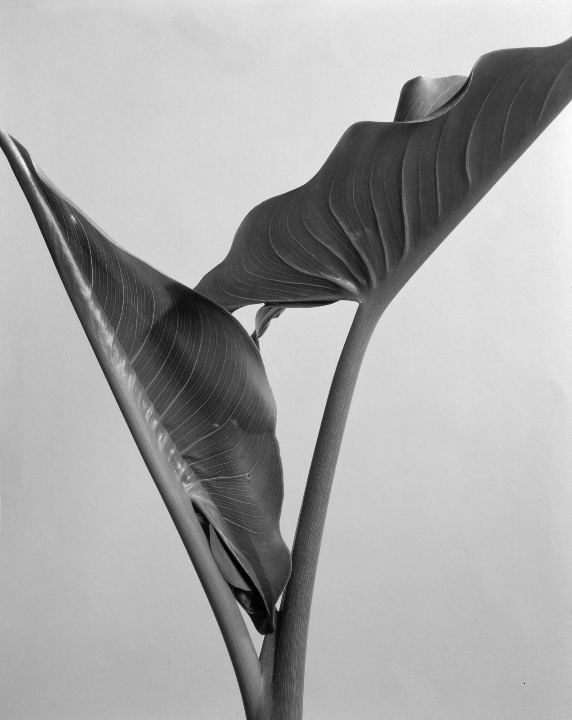 Calla Leaves, about 1930 by Imogen Cunningham | Imogen Cunningham Trust