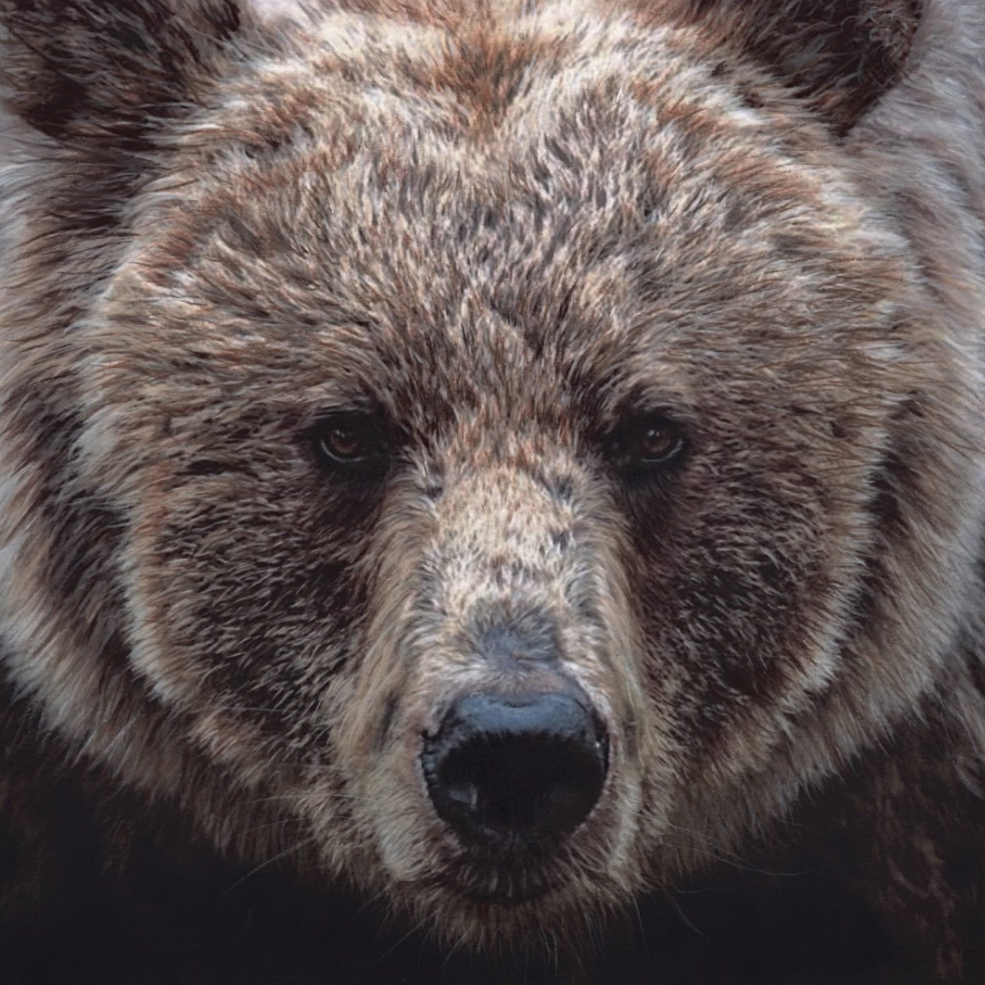 A CLOSE ENCOUNTER by J.R. Hess | Montana Trails Gallery