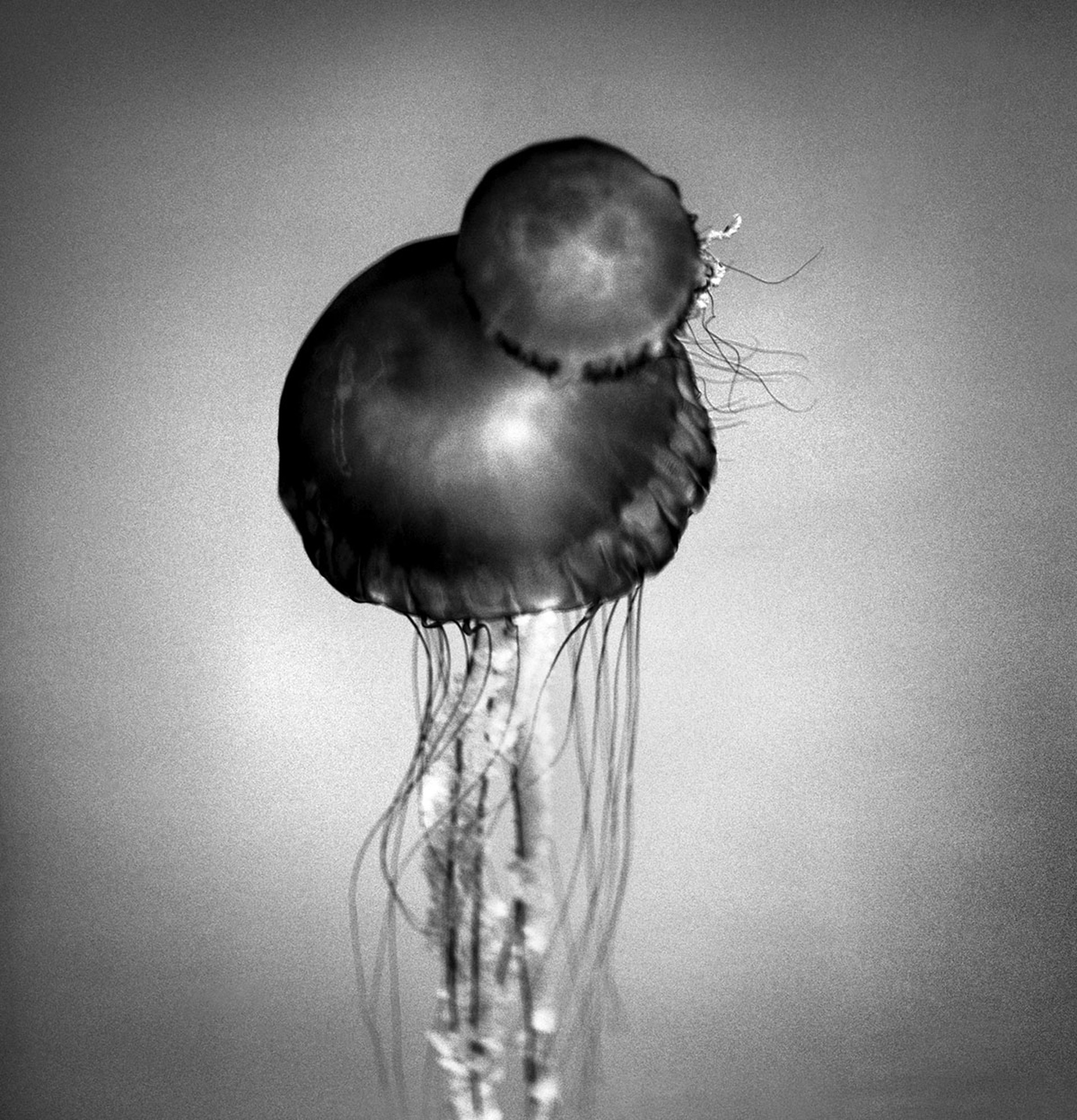 Ben Nixon | The Haen Gallery