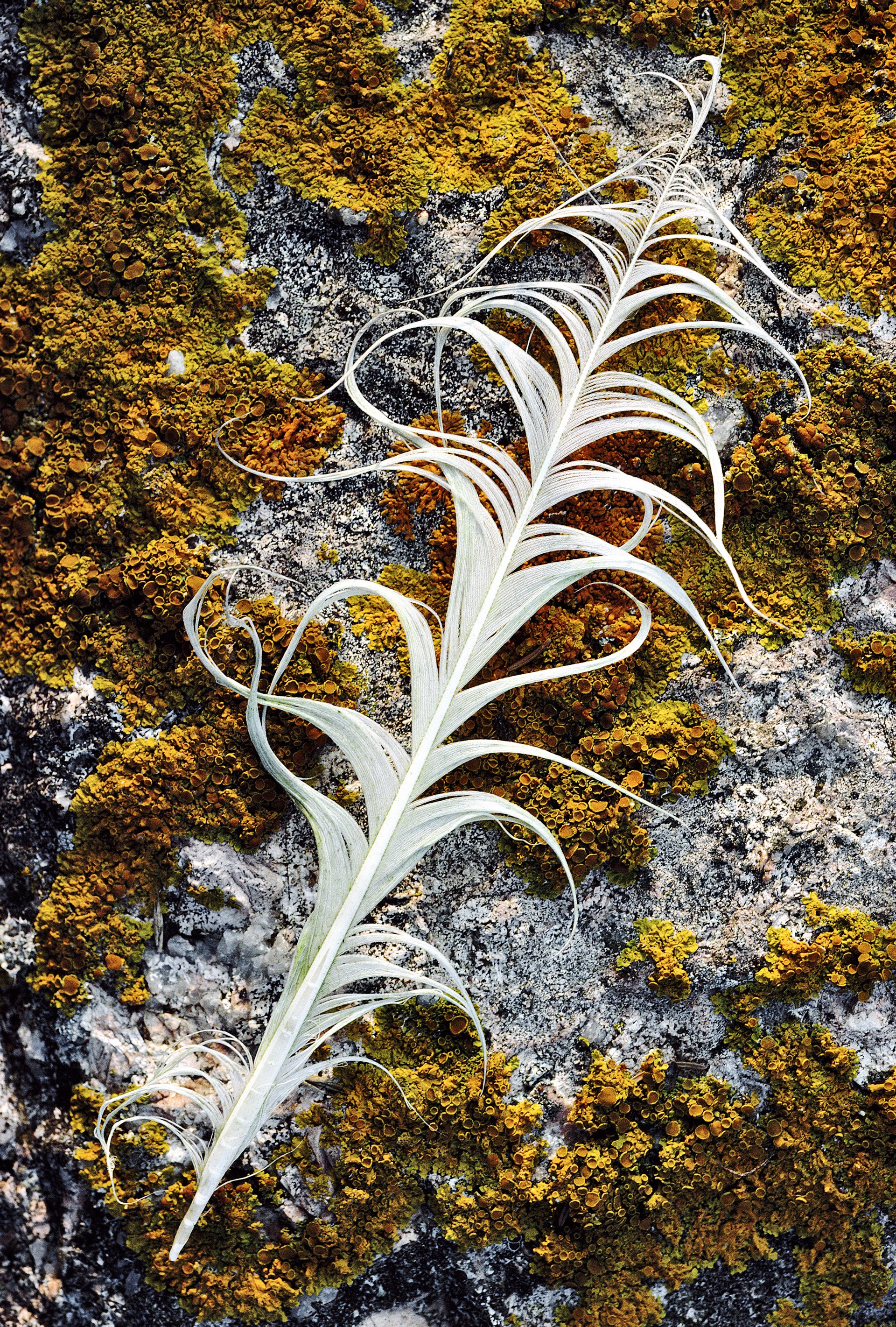 Solus by Peter Ralston | Ralston Gallery