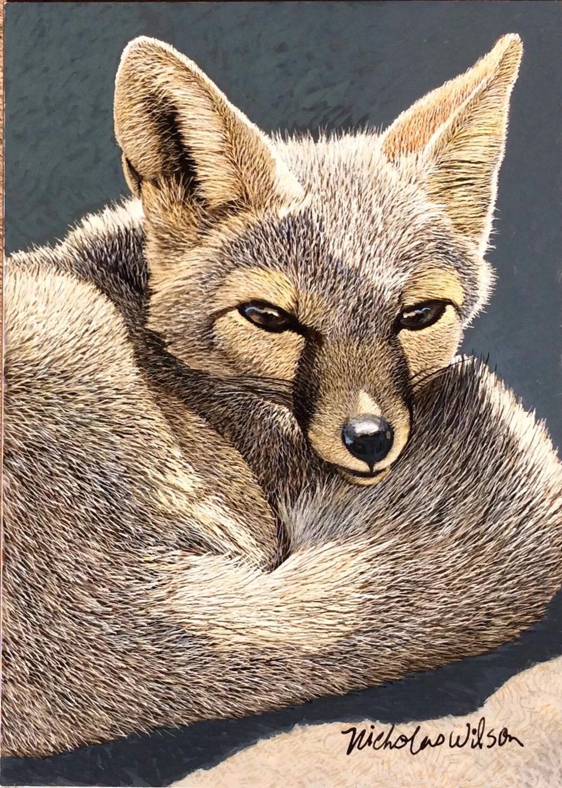 Desert Kit Fox By Nicholas Wilson K Newby Gallery Desert Kit Fox By Nicholas Wilson K Newby Gallery