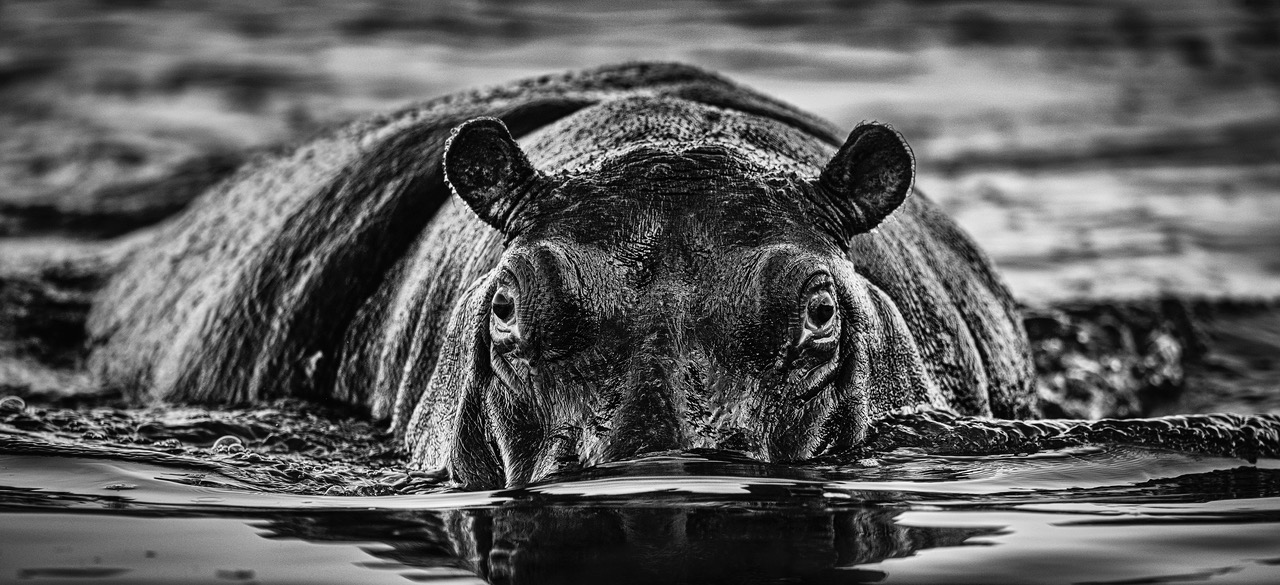The Last Dance by David Yarrow | ArtCloud